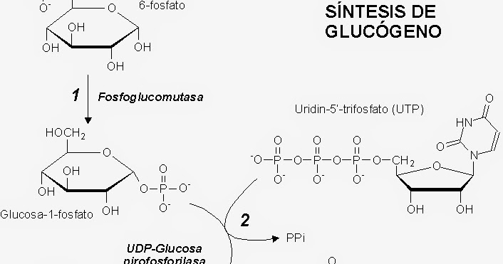 Bioquimica : Glucogenesis