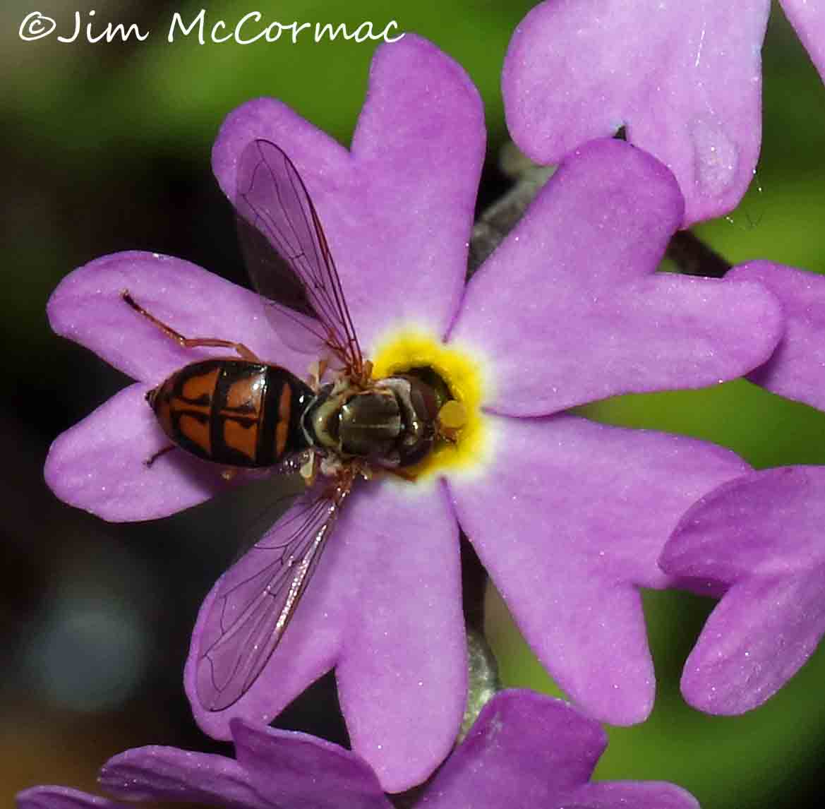 Ohio Birds and Biodiversity: A positive note about flies