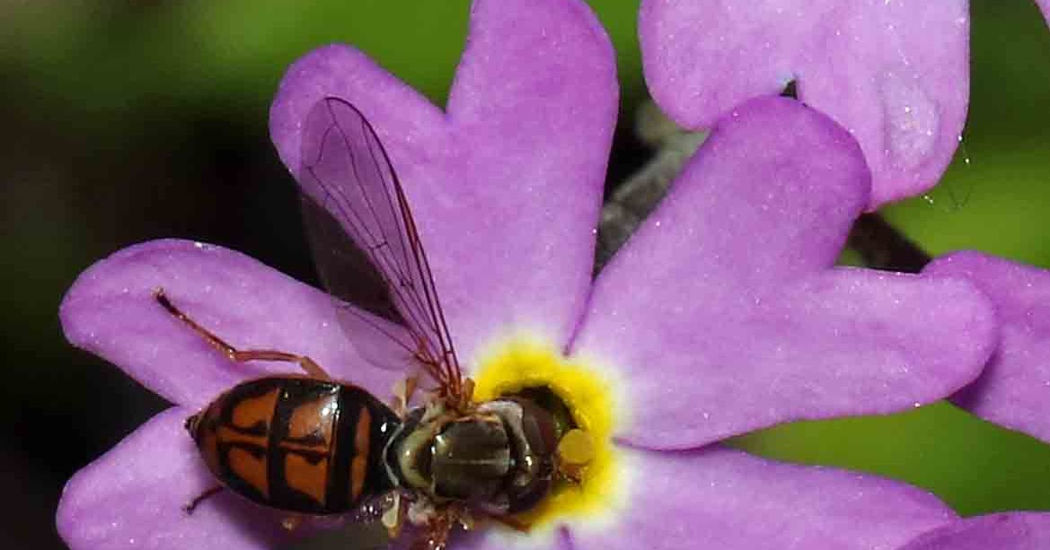 Ohio Birds and Biodiversity: A positive note about flies