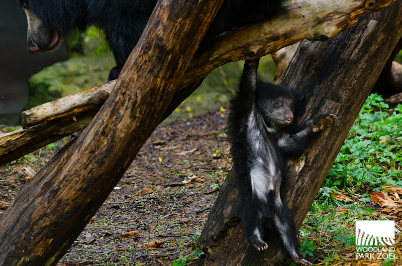 A Sloth Bear Cub’s Guide to Exploring