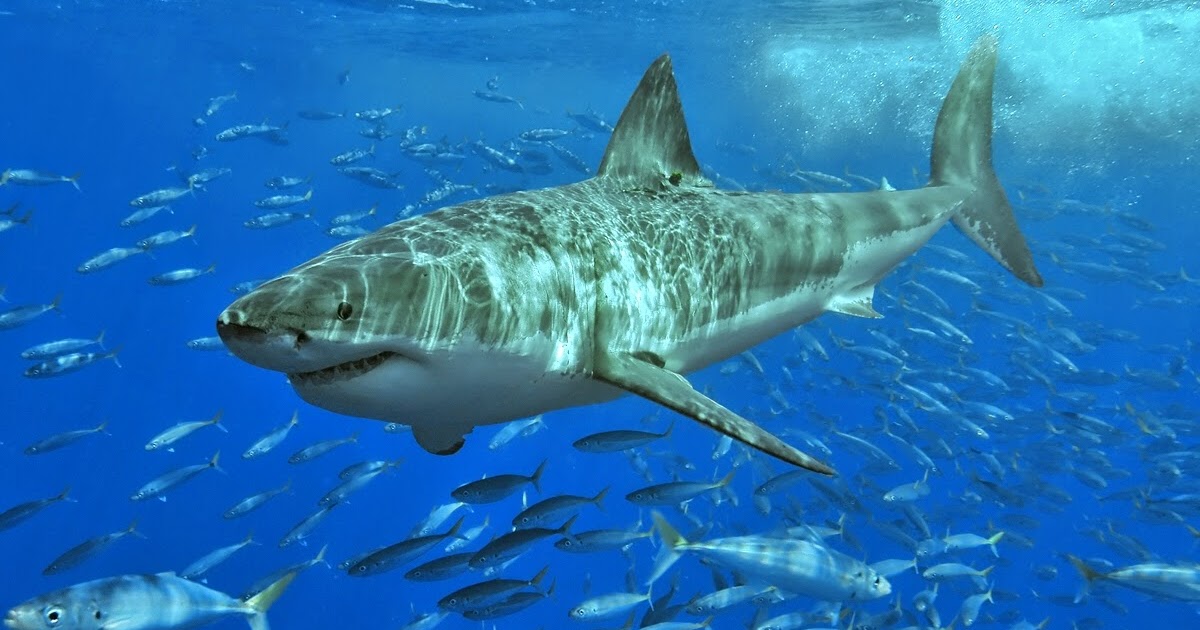 Week in Review: Putting the Truth Back in Shark Week, Polar Bears Find ...