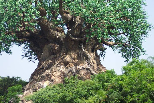 Para el Corazón ♥: Impresionante árbol en el sur de África