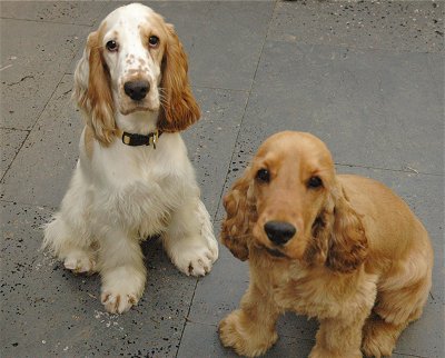 The dog in world: Cocker Spaniel dogs