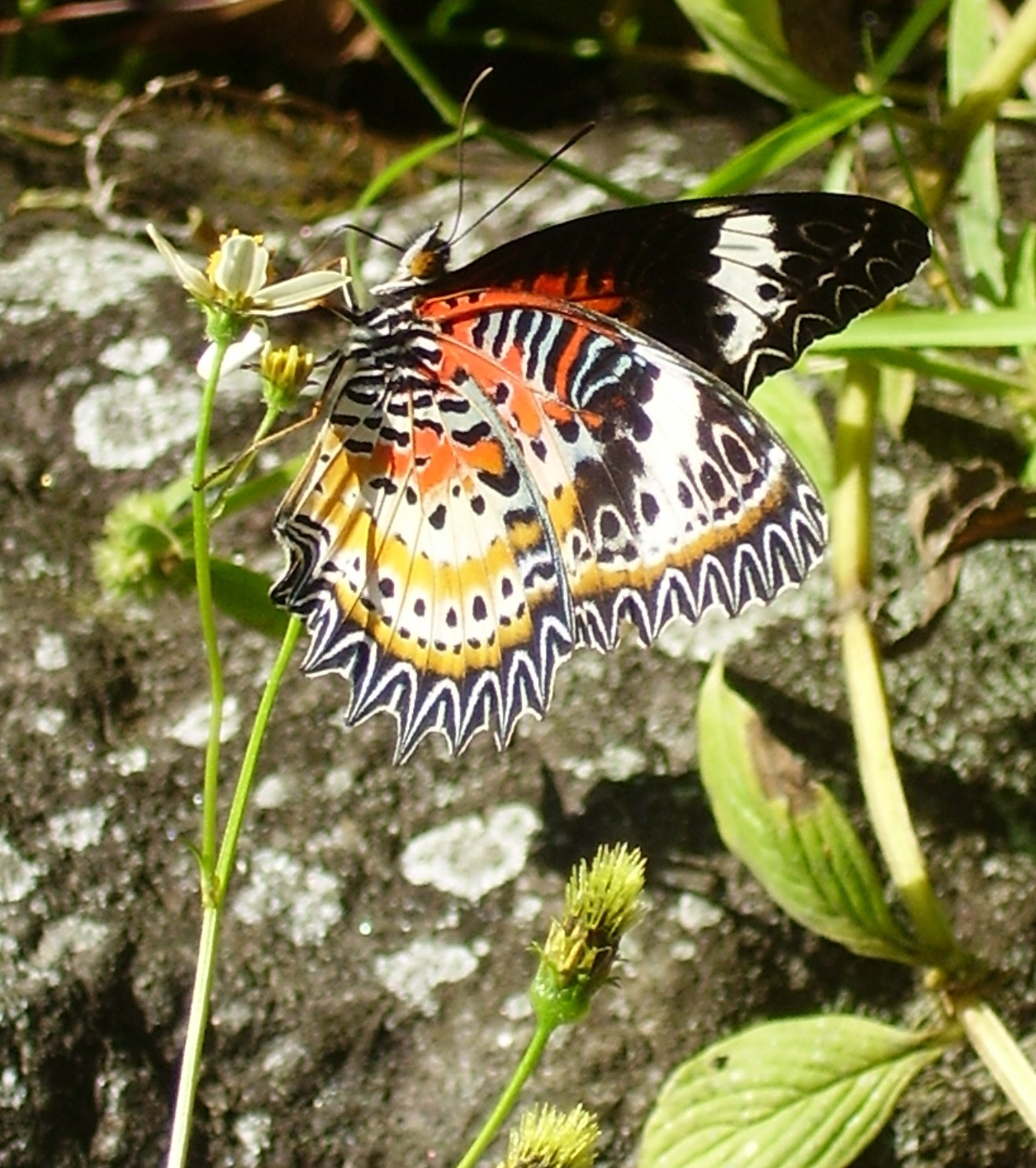 Panchendriya: BUTTERFLIES OF SIKKIM
