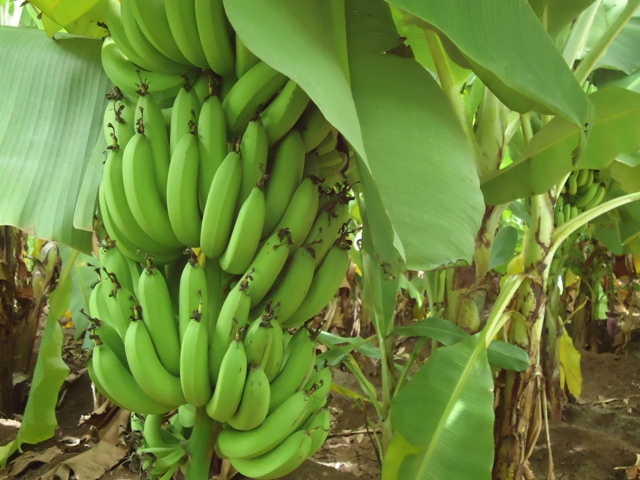 WAA BOG AAD KALA SOCON KARTID ARIMAHA BEERAHA, SIYAASADA IYO BULSHADA ...