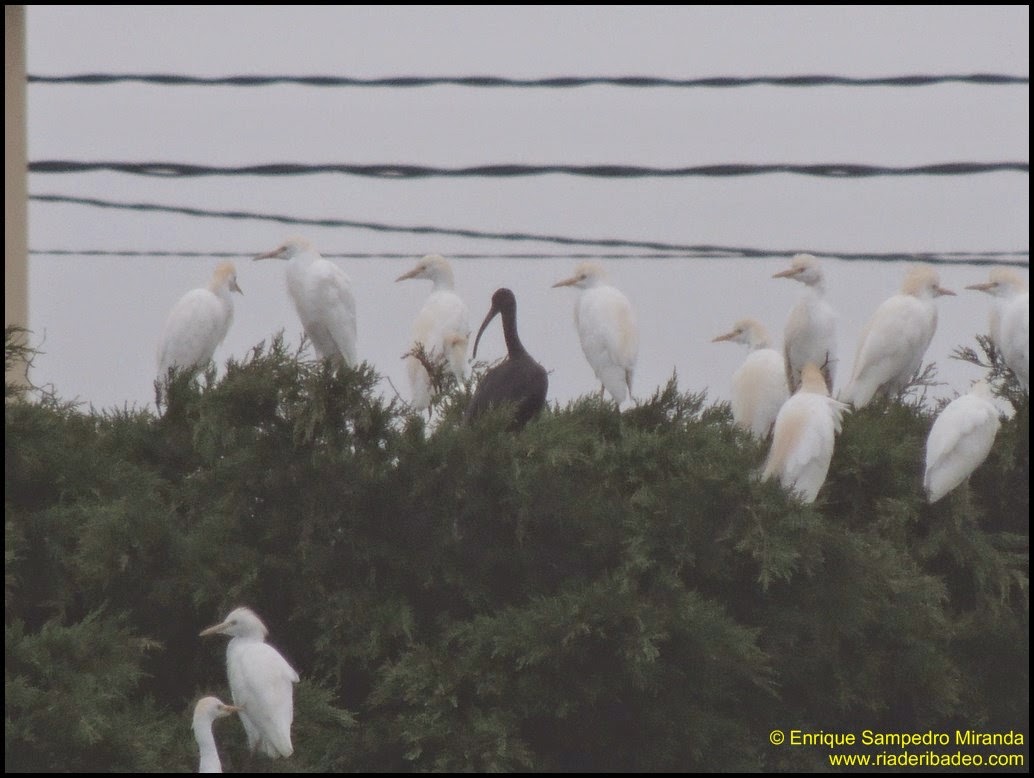 Ría de Ribadeo: Morito en Penarronda