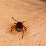 MENGATASI KEMREKI DI KANDANG AYAM ~ Budidaya Kalkun