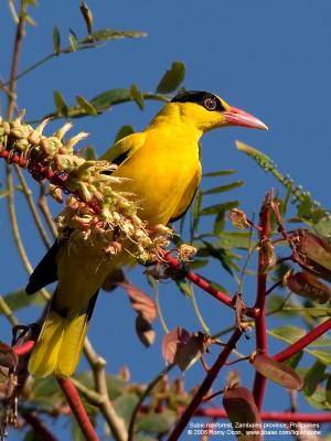 edd aragon blogs.on: Dead Birds Flying