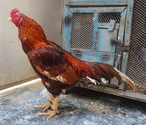 Beautiful Aseels of Syed Hammad Karachi ~ Pakistani Aseel Photos