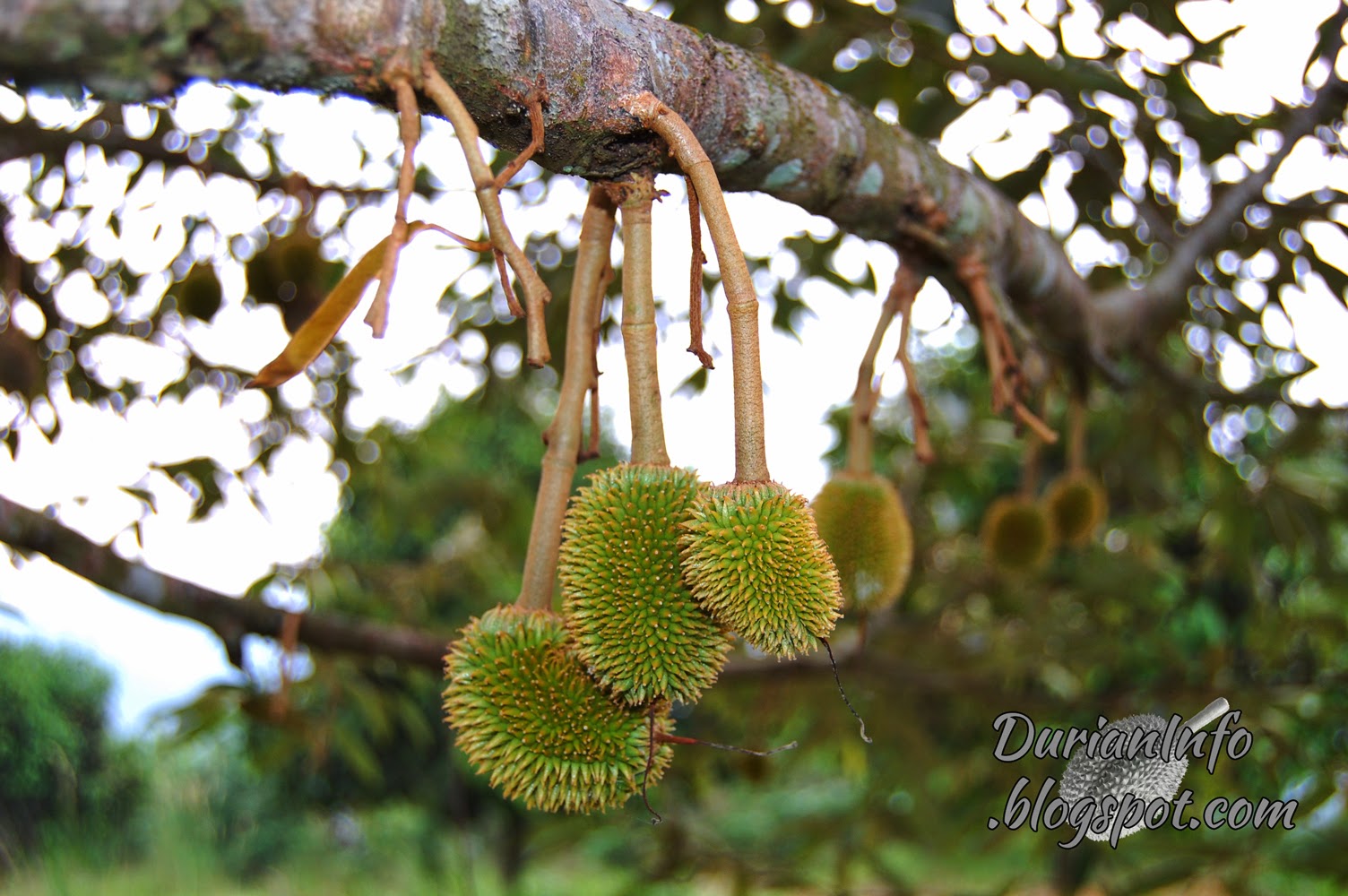 Durian Info: Botany of The Common Durian