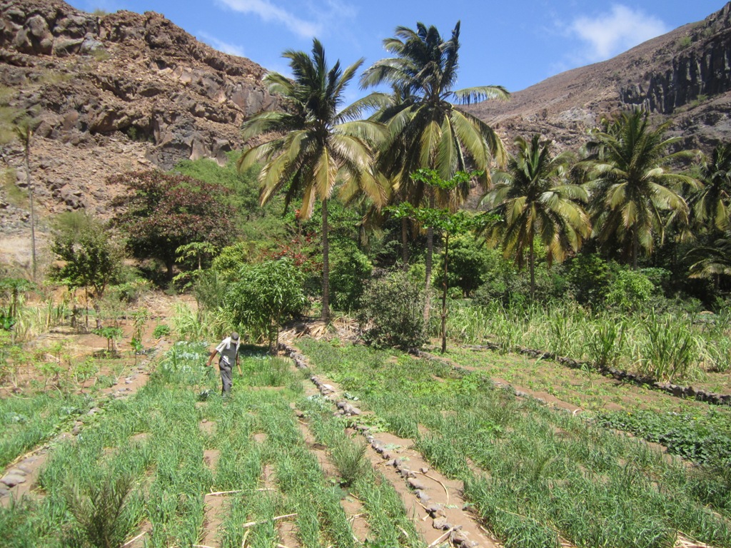 ONOTOA: SAO NICOLAU / CARRICAL