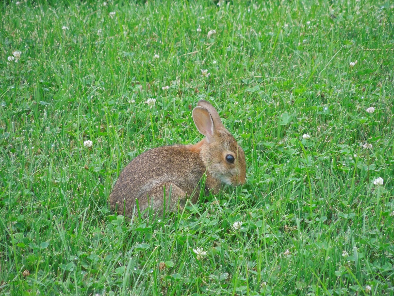 Anywho...: August Rabbit, Rabbit, Rabbit