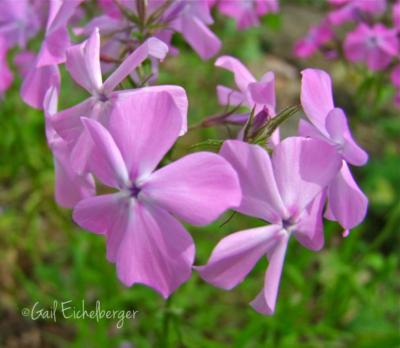 clay and limestone: Wildflower Wednesday: Practically Perfect Pink ...