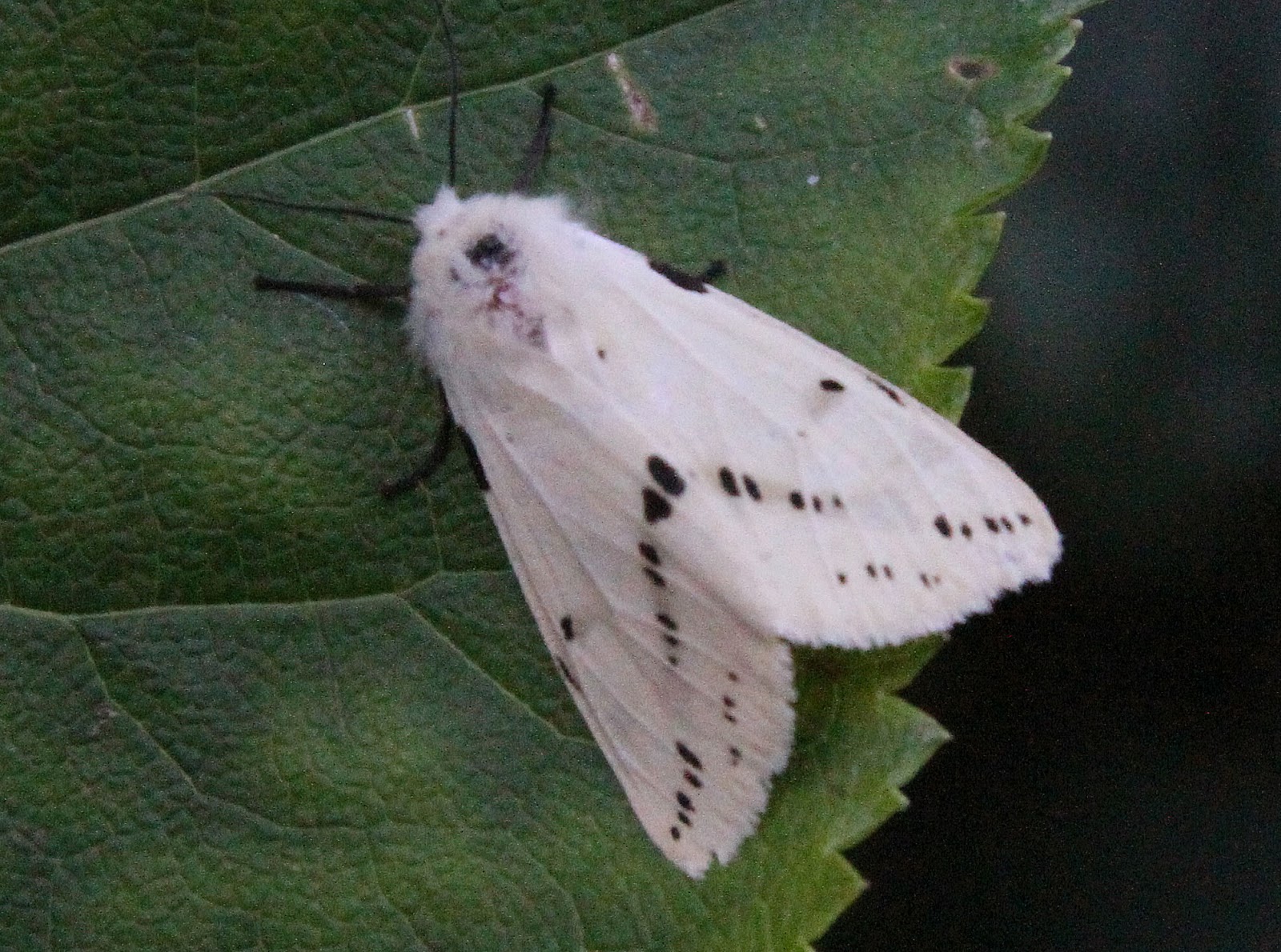 Birding with Flowers: June Moths