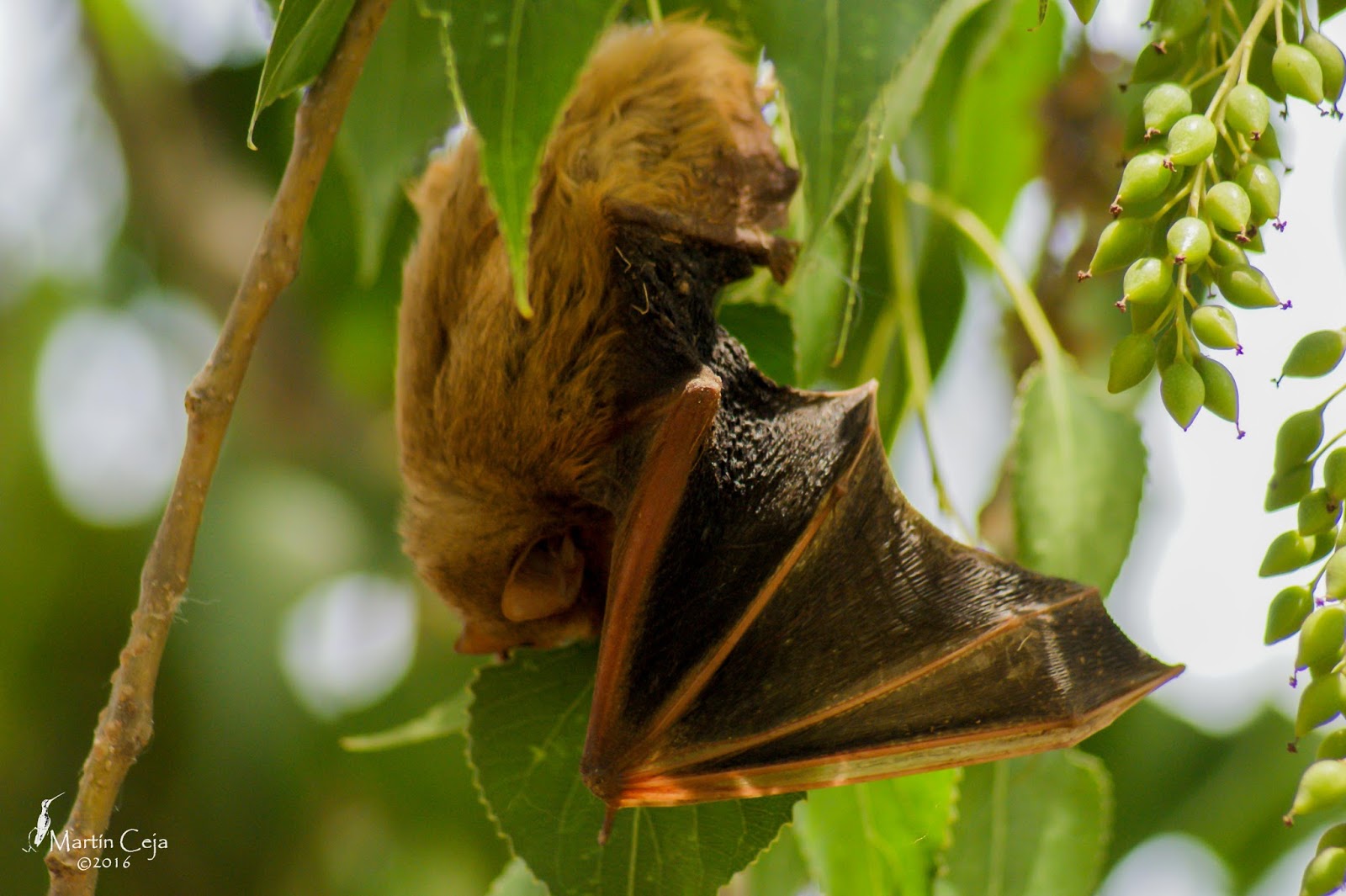 CEJA | Fotografía: Murciélago cola peluda amarillo - Southern Yellow ...