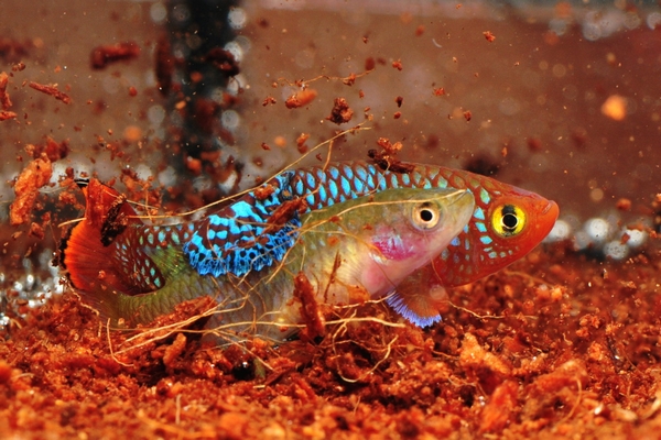 Beautiful Freshwater Fish in the world: Killi Fish ( Nothobranchius )