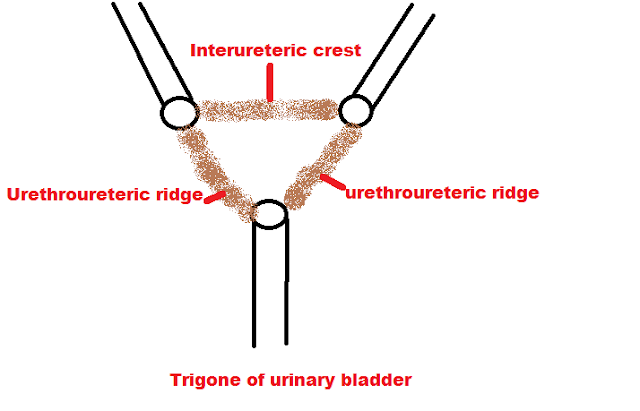 easyhumanatomy: Trigone of urinary bladder