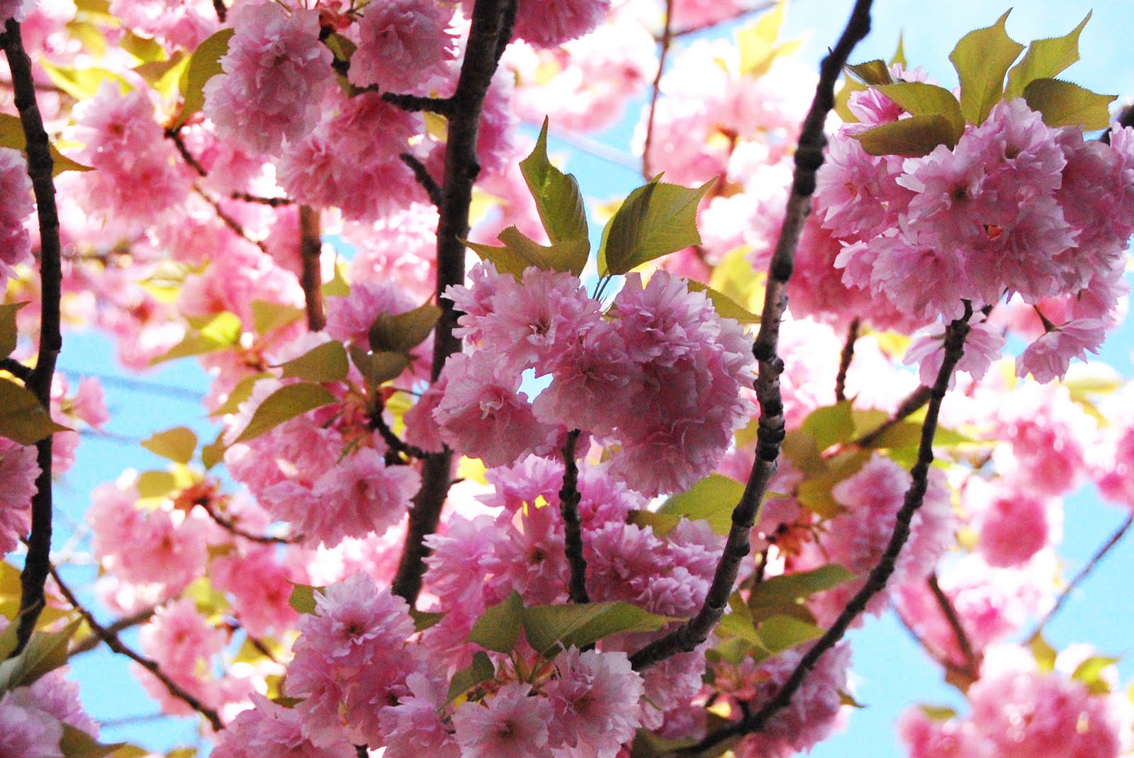 heather kojan quilts: Spring Surprise!