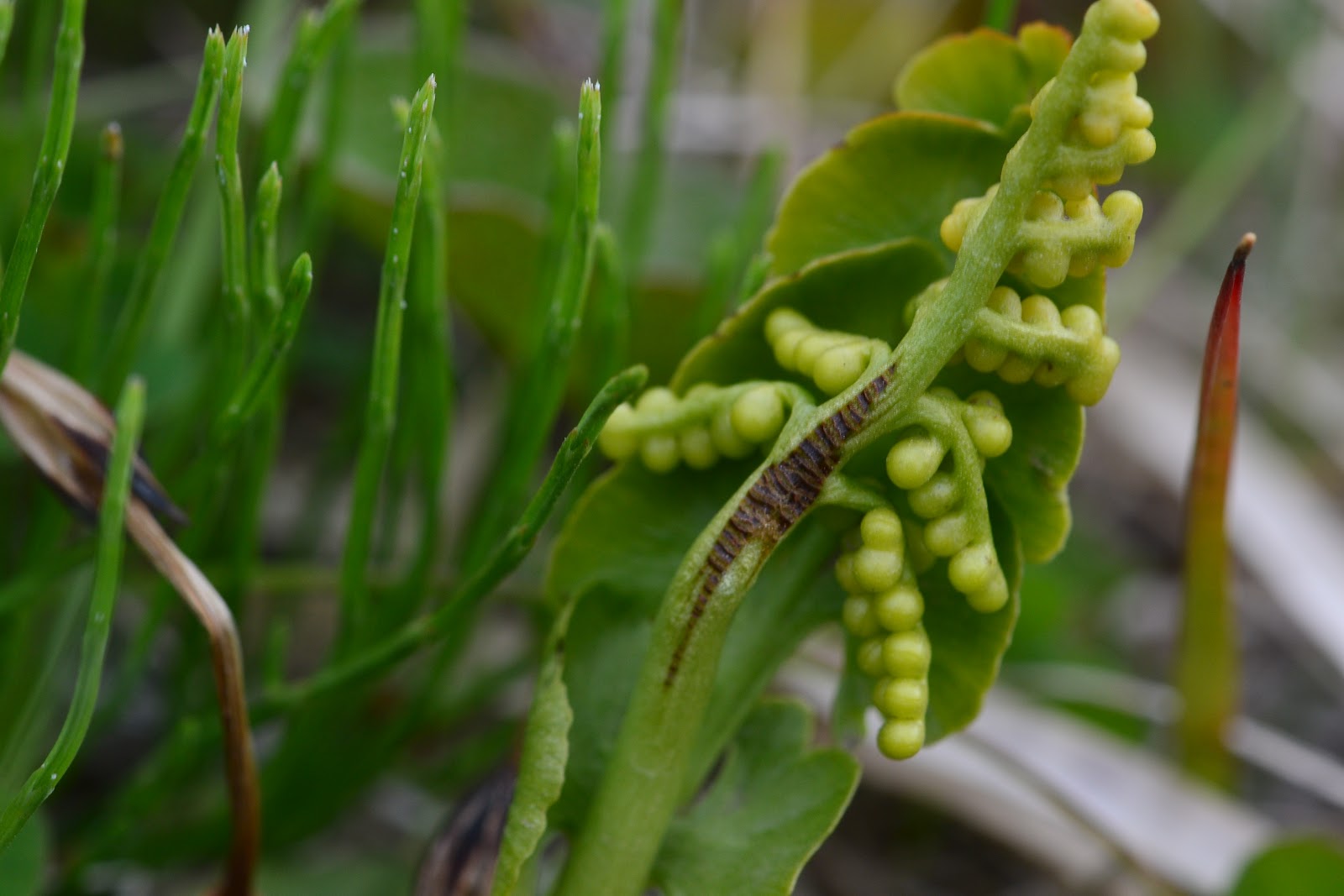 Lisi's Nature Pix: Botrychium lunaria - Common Moonwort