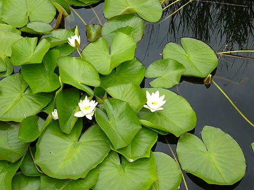 Plants, insects and animals: White water-lily