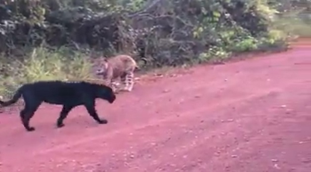 De jaguar in Suriname: Unieke beelden: zwarte poema en jaguar ...
