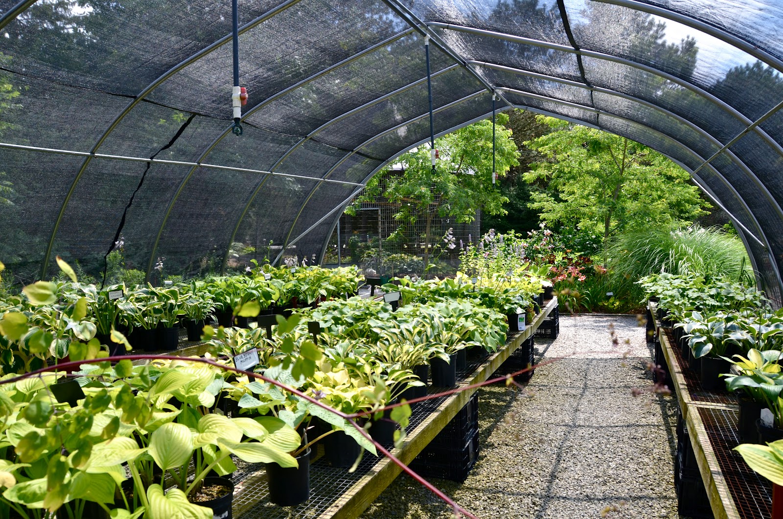 Meredith's Garden Blog: Why The Potting Shed is my favorite nursery...