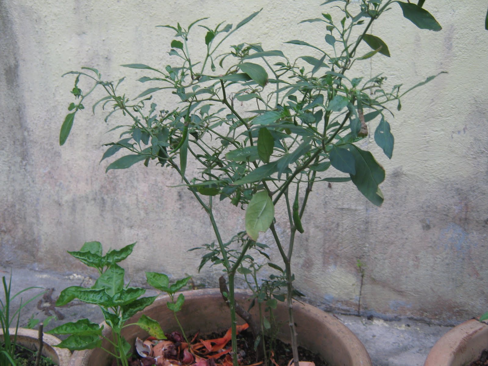 Mak Tam Kg.Beng: tanam-tanaman part 1