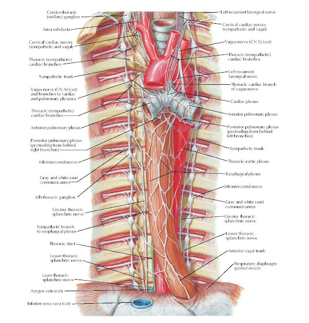 Autonomic Nerves of Thorax Anatomy - pediagenosis