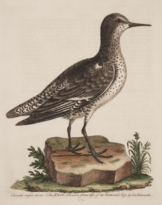 HISTORIAS ZOOLOGICAS: PLAYERO ROJIZO (Calidris canutus): EL AVE LUNAR