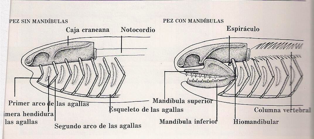 El profesor Bigotini: AGNATOS. LOS PRIMEROS VERTEBRADOS