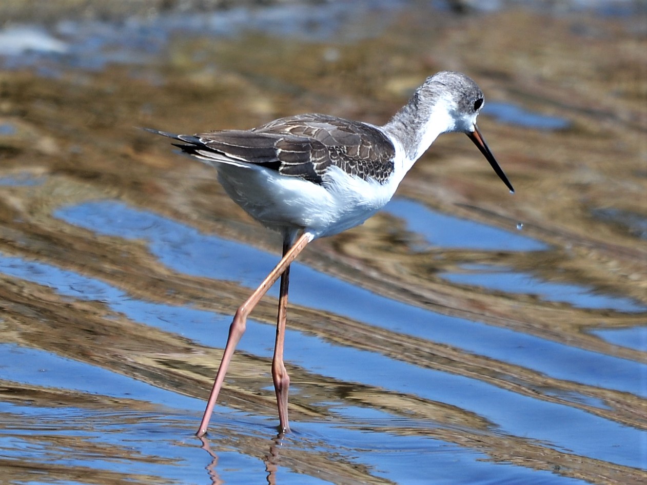 TERRA DAS AVES: Pernilongo (Himantopus himantopus)