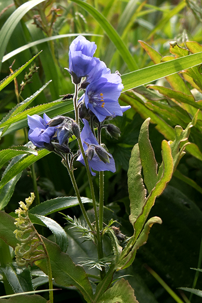 野の花百景: 北海道の花旅 9 クシロハナシノブ 2017野の花百景