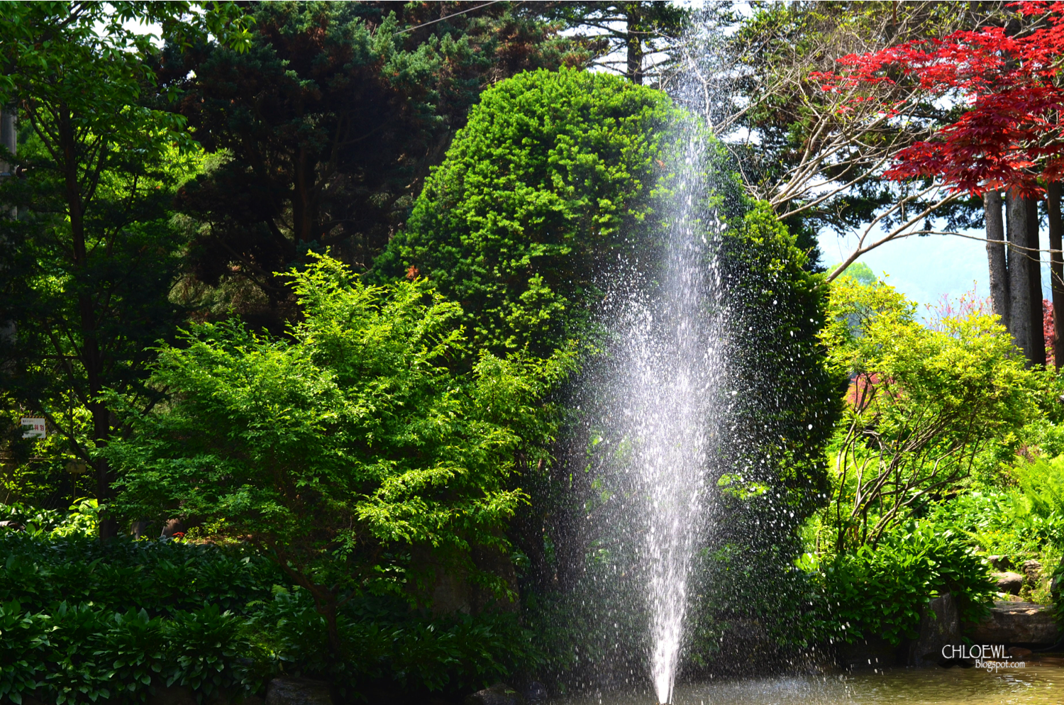 Chloe WL: Spring in Nami Island (남이섬) 2014