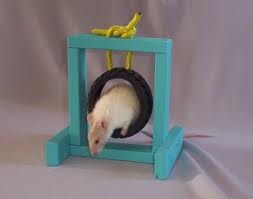 Critter Corner: Pet Rat Tricks
