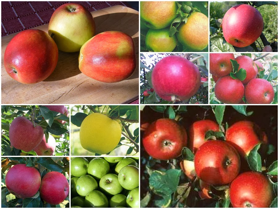 SiklósKert: Gyümölcsoltvány fajtajegyzék (2013 október)