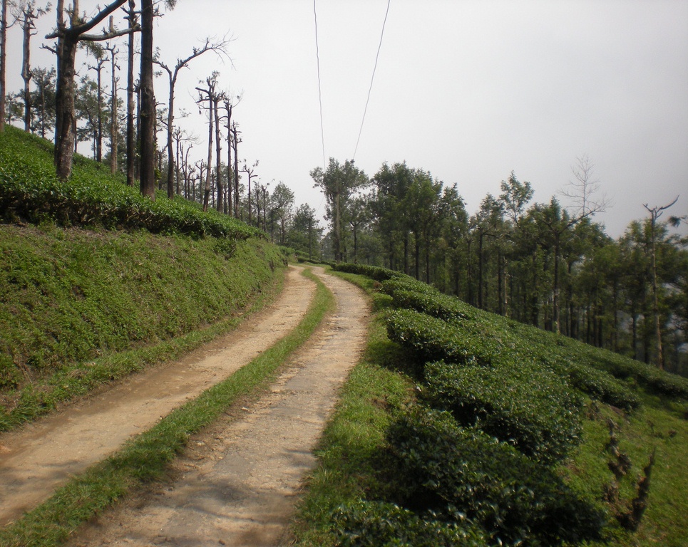 Tamilnadu Tourism: Manjolai Tea Estate, Manjolai Hills