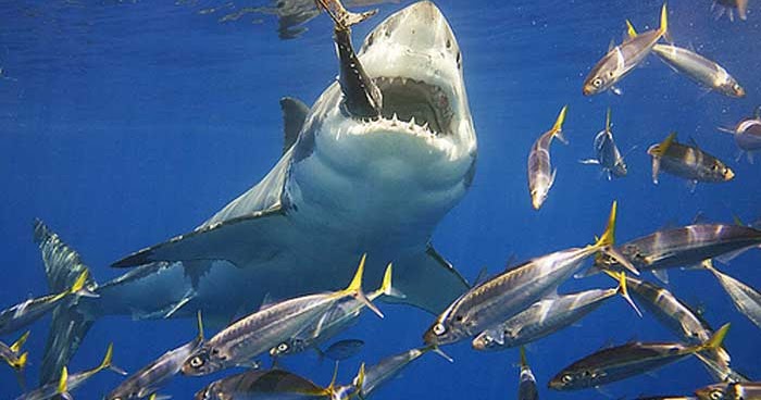 Shark Senses | Interesting Facts