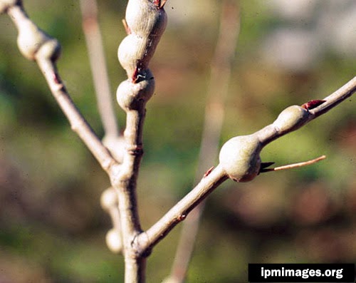 JeffCo Master Gardeners: Lumps and Bumps on Aspen by Joyce D'Agostino