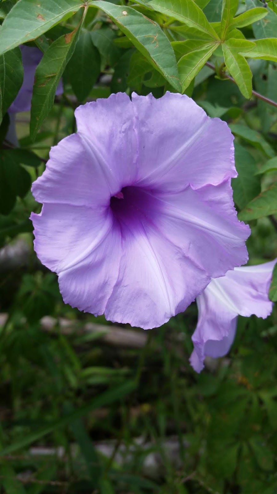 Warisan Petani: WW 102 : Bunga Seri Pagi