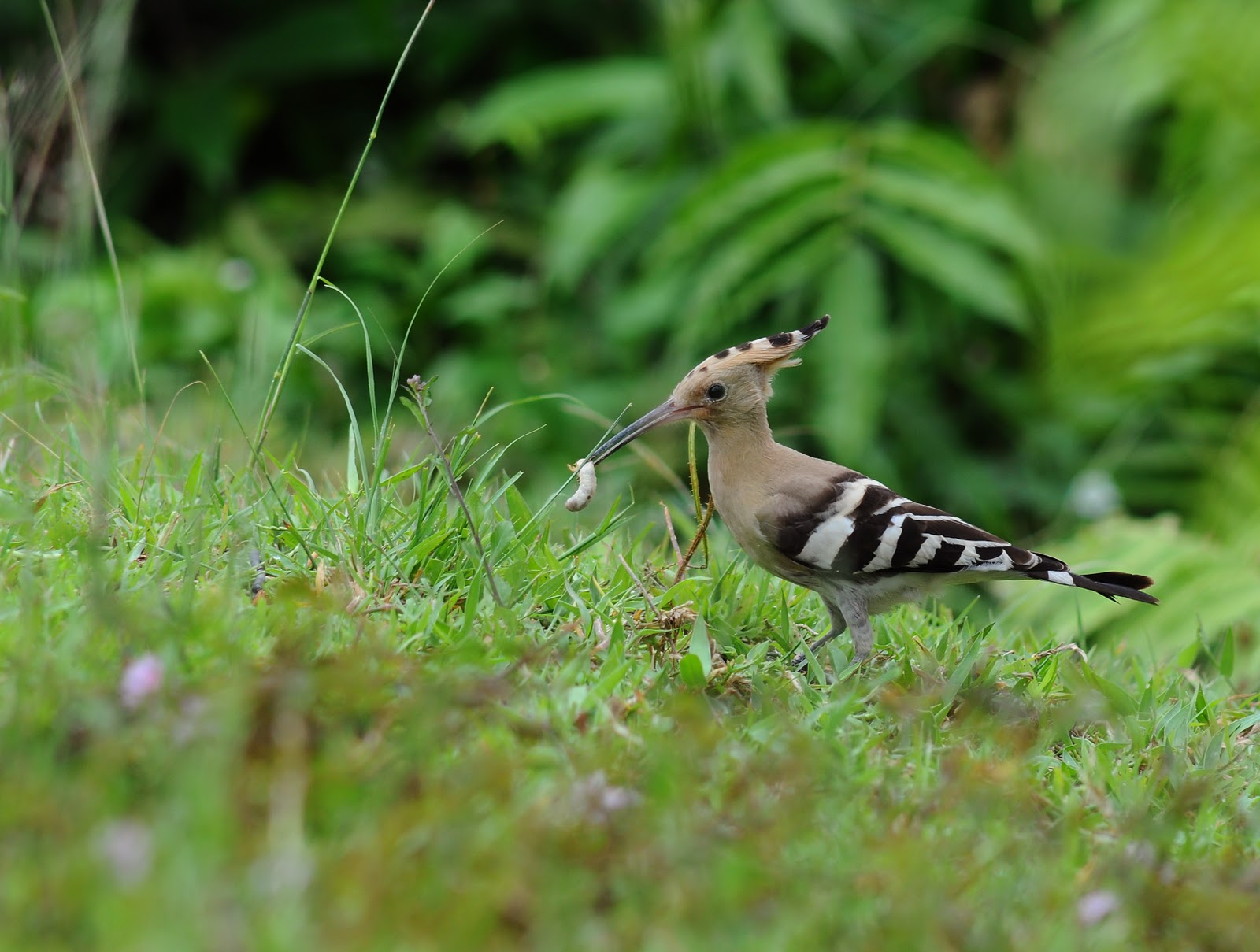 Cozy Bird Photography: Common hoopoe