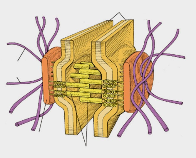 HISTOLOGIA. ULA: ESPECIALIZACIONES DE LA SUPERFICIE CELULAR