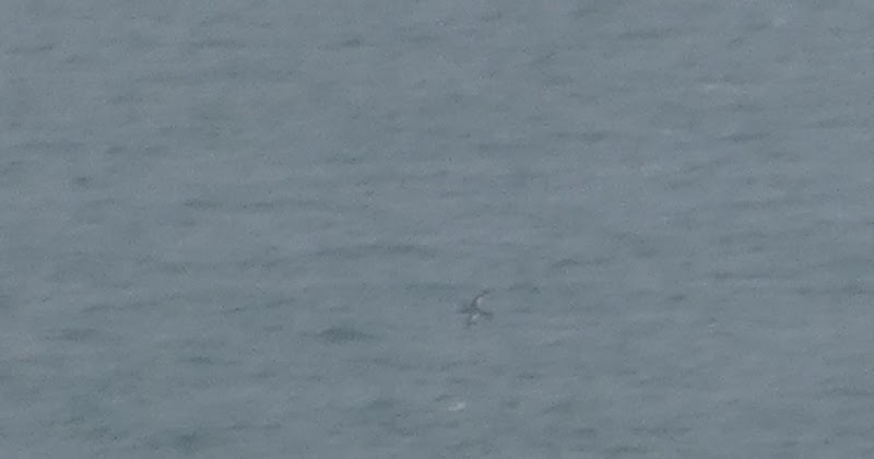 IOW birds and nature: SCP