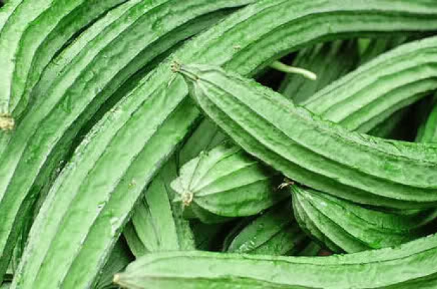 5 Cara Ini Membuat Petani Sukses Menanam Gambas atau Oyong - Budayakan ...