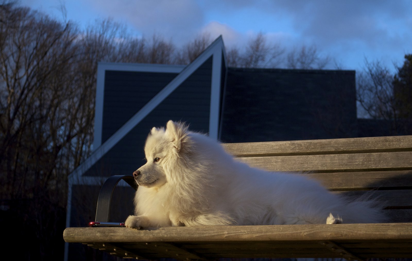 The love of Kate's life...Schmoopy