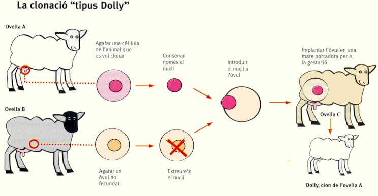 CEN 2012-2013: Oveja Dolly (Actividad 4)