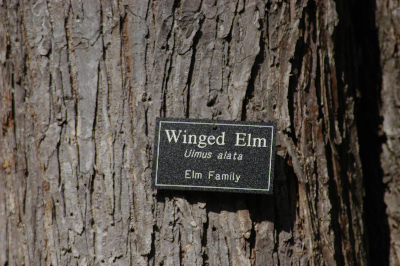 A Year With the Trees: Winged Elm - Ulmus alata