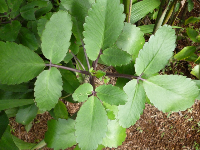Cathedral Bells - Akkapana | SL Flora