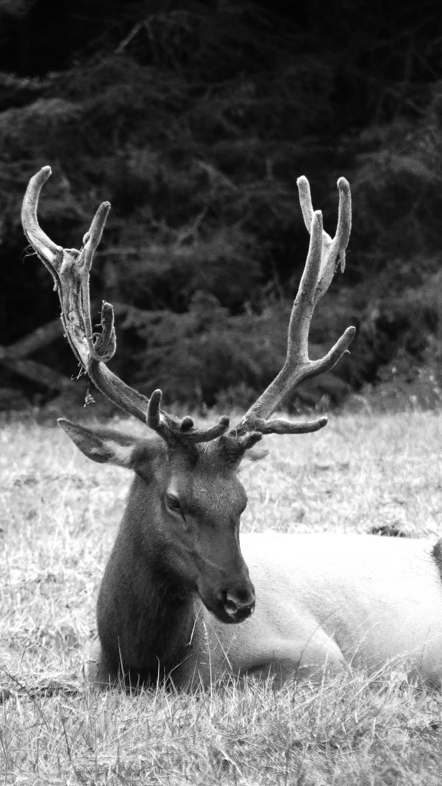 Weird Wonderful Wanderlust: CALIFORNIA: A Gang of Elk