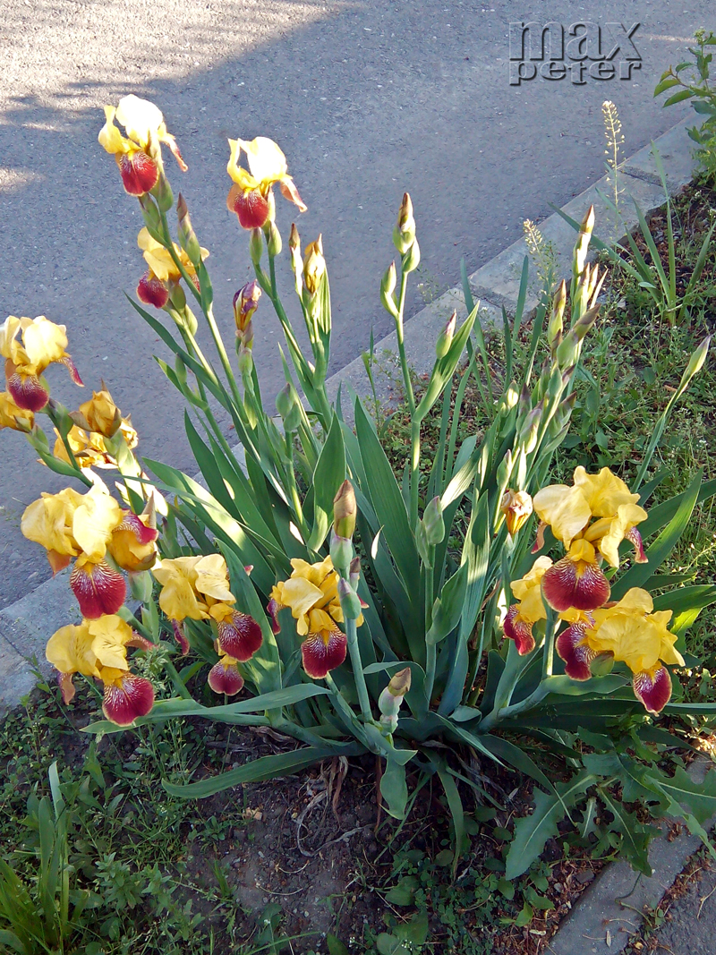 Romanian Stamp News: Floare de iris