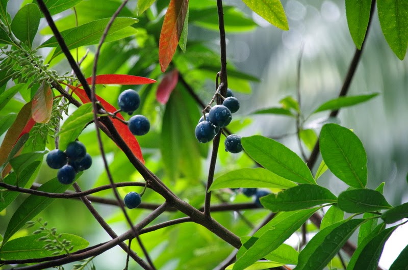 Trees and Plants: Blue Marble Tree (Elaeocarpus Angustifolius)